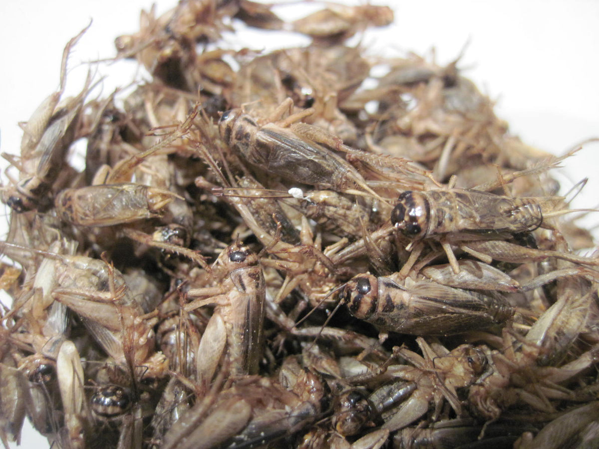 Affordable Edible Insect Products In Australia Online| Edible Bug Shop
